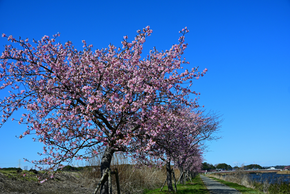 櫻の季節 2024の1: 里山333