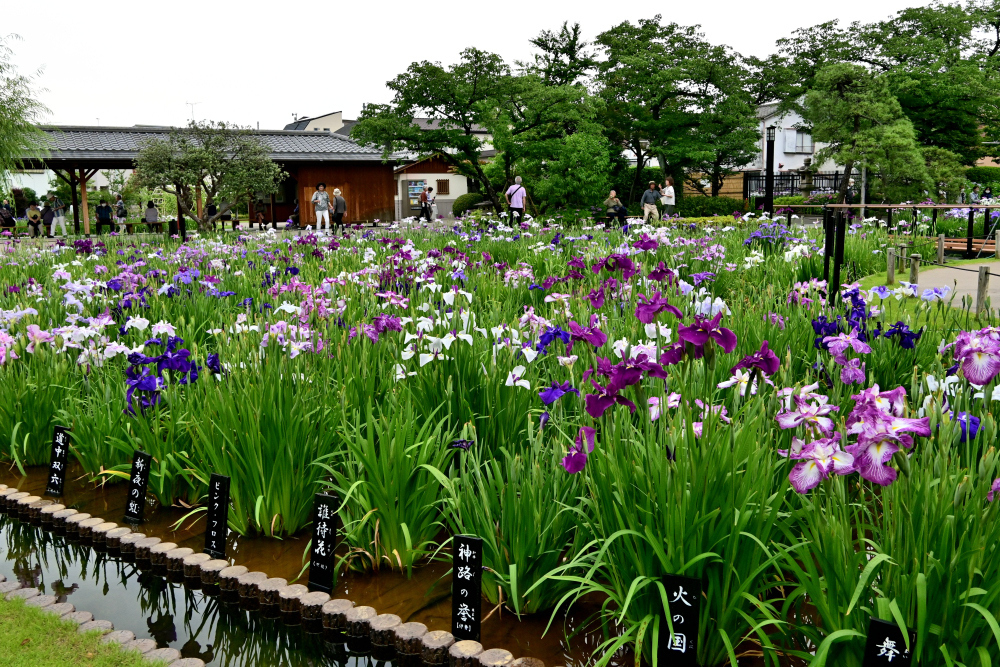 堀切菖蒲園 2024: 里山333