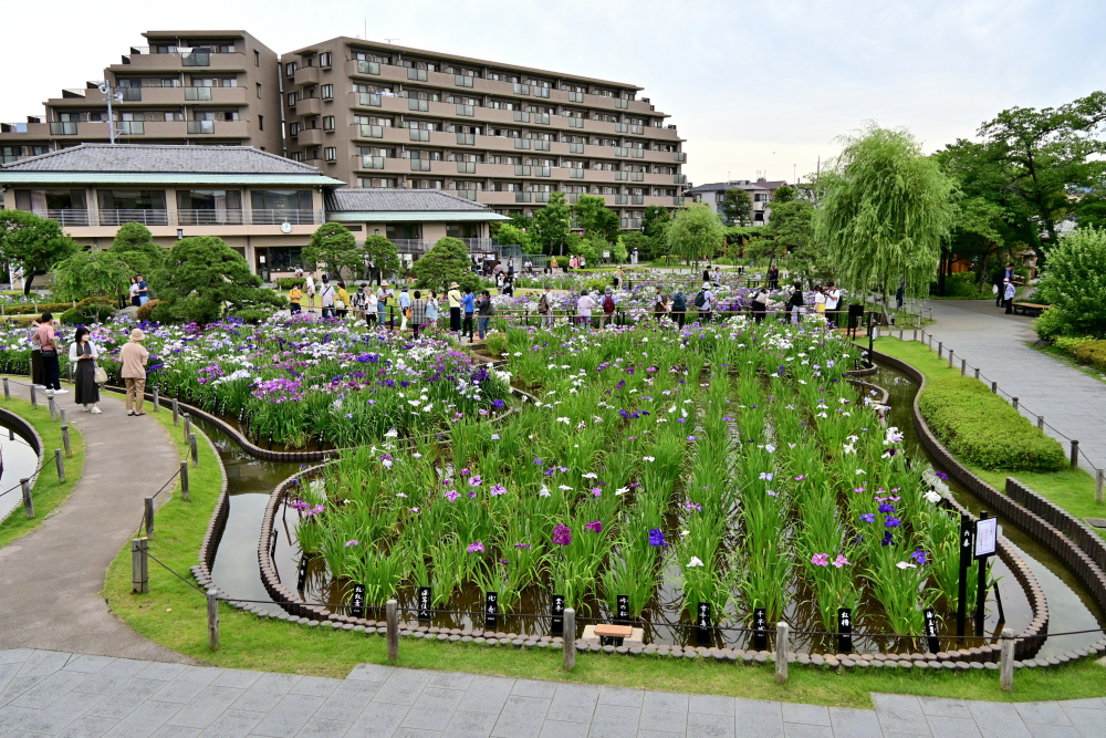 堀切菖蒲園 2024: 里山333