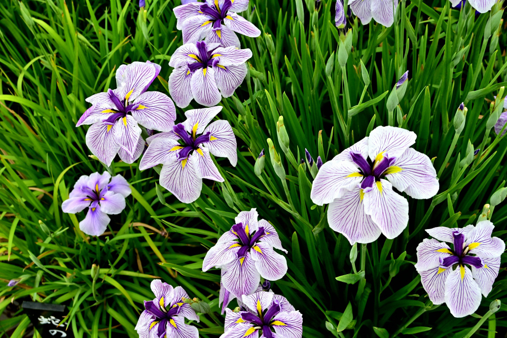 堀切菖蒲園 2024: 里山333