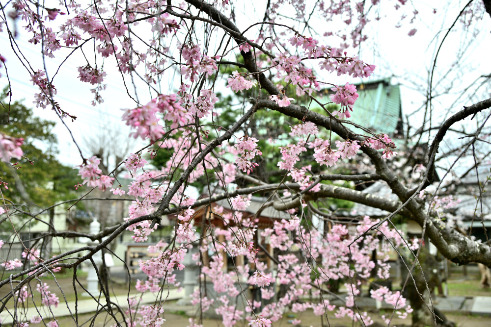 桜の季節 2024の3: 里山333